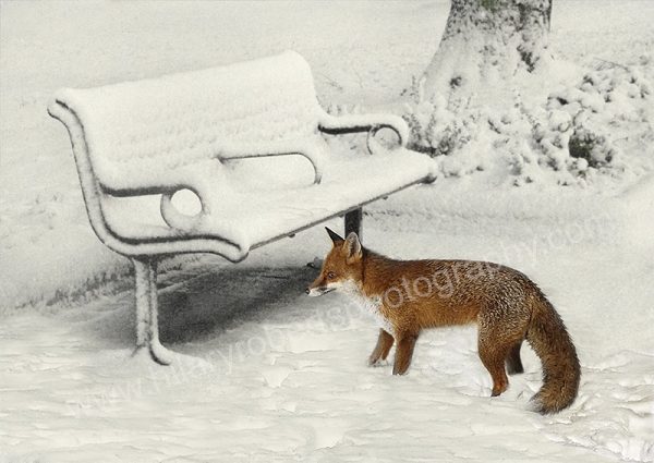 Fox Patrol - Hilary Roberts Photography